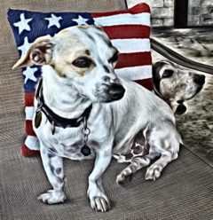 Remember Me Thursday - All of the lost & uncared for animals - Remember ...