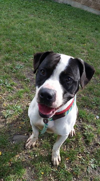 Remember Me Thursday - Rescue Pet Hero Award - Remember Me Thursday